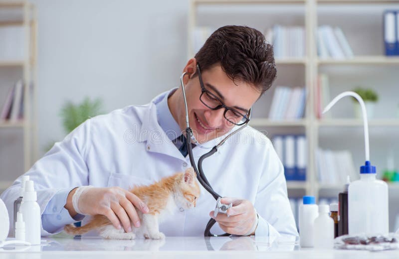Cat Visiting Vet for Regular Checkup Stock Photo - Image of assistant ...