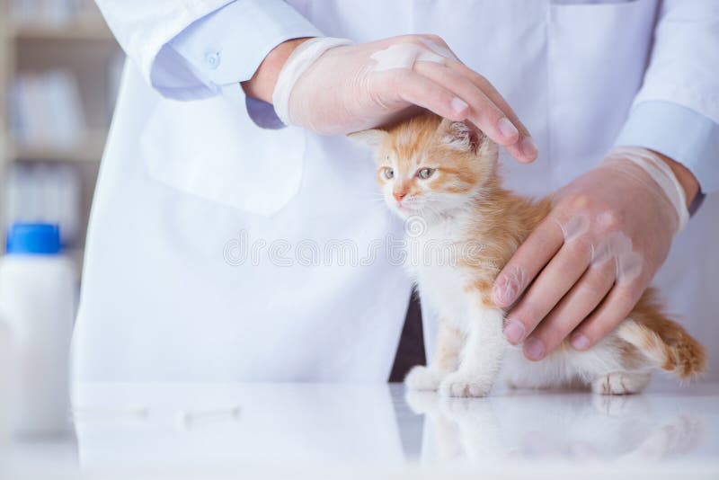 Cat Visiting Vet for Regular Checkup Stock Image - Image of looking ...