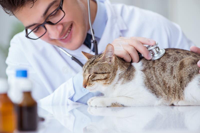 Cat Visiting Vet for Regular Checkup Stock Image - Image of hospital ...