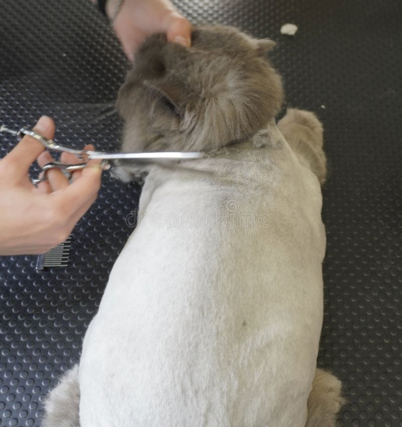 Cat Visits Groomer, Groomer Cutting Cat Stock Image - Image of help ...