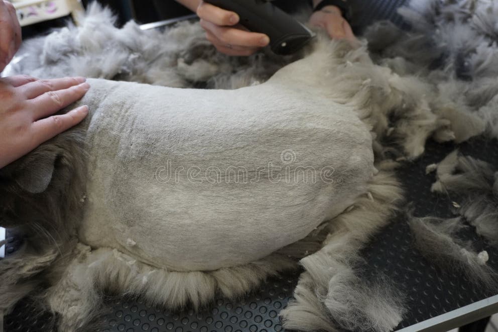Cat Visits Groomer, Groomer Cutting Cat Stock Image - Image of hand ...