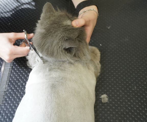 Cat Visits Groomer, Groomer Cutting Cat Stock Image - Image of comb ...