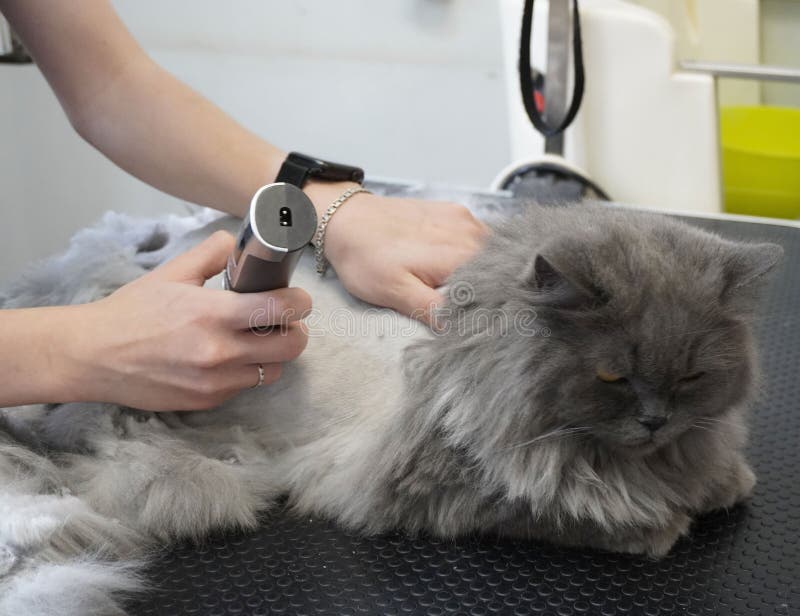 Cat Visits Groomer, Groomer Cutting Cat Stock Image - Image of cutting ...