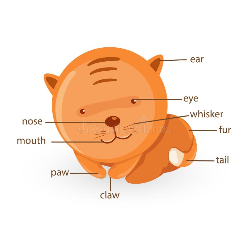 Cat Vocabulary Part of Body Stock Vector - Illustration of english ...