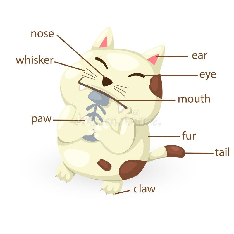 Cat Vocabulary Part of Body Stock Vector - Illustration of neck, claw ...