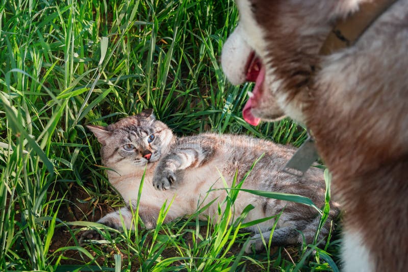 Cat Vs Dog. Concept of Hostility, Unfriendly Stock Image - Image of ...