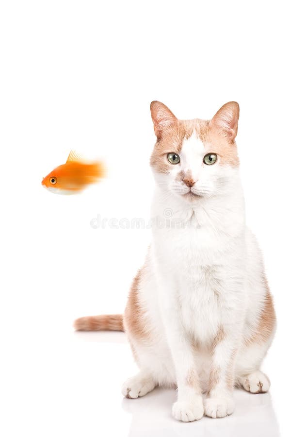 Cat and fish stock photo. Image of hunt, kitty, fish - 14894250