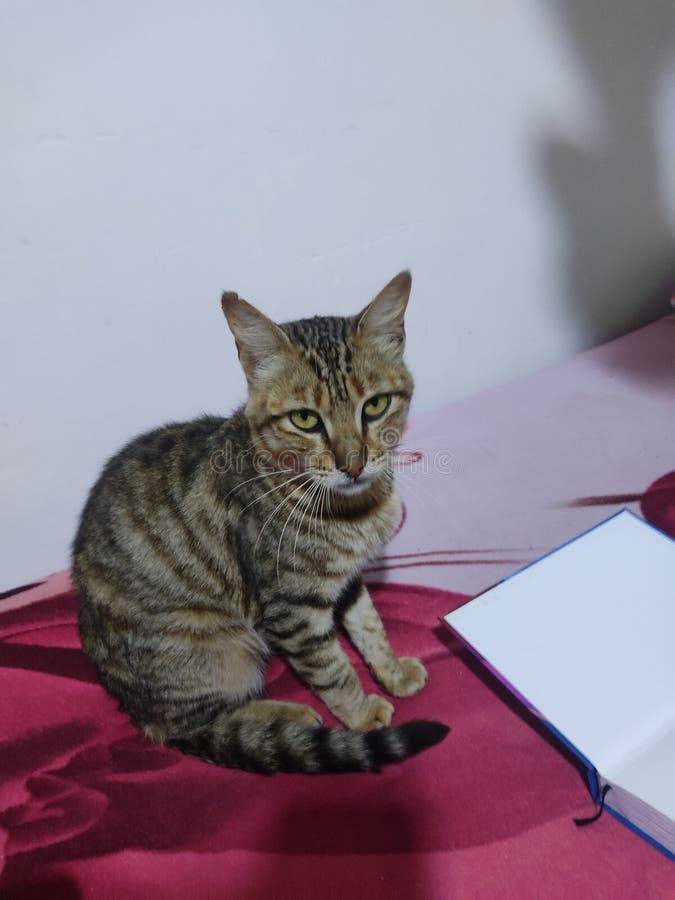 Cat waiting ðŸ € stock image. Image of waiting, love - 252591025