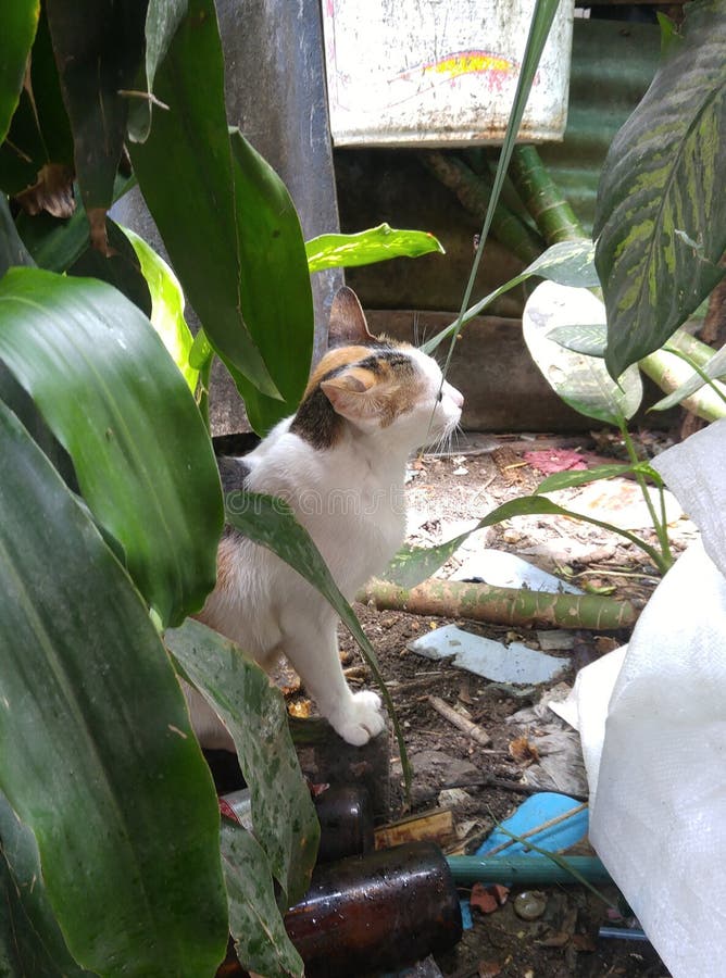 A Cat Waiting for Feed from Human. Stock Image - Image of feline, head ...