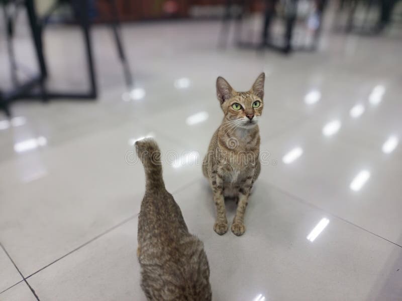 This Cat is Waiting for Food Stock Image - Image of room, waiting ...