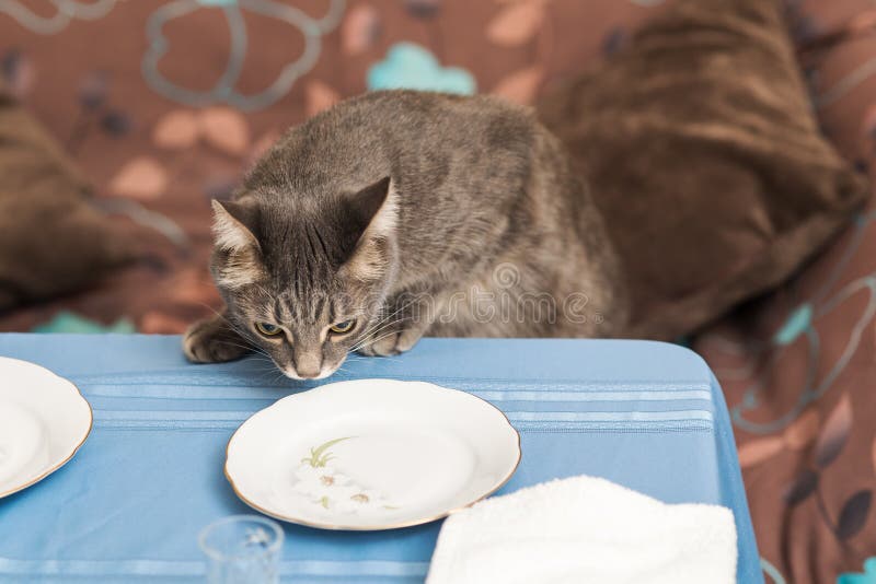 Cat is waiting for food stock image. Image of pets, white - 62772837