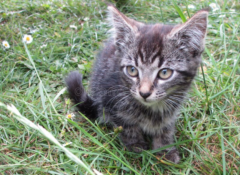 Cat is waiting stock photo. Image of kitten, grass, alone - 58685928