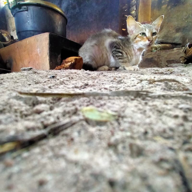 Cat is Waiting for Lunch in the Kitchen Stock Photo - Image of lunch ...