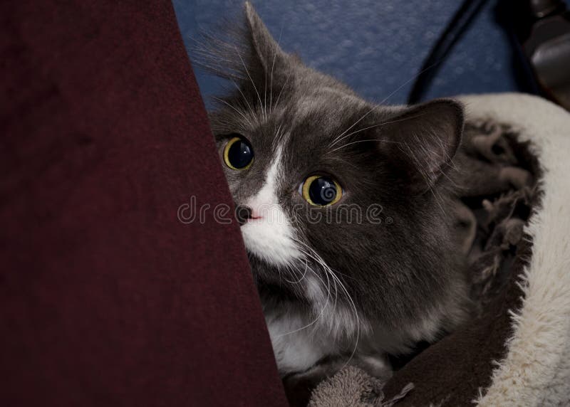 Cat in waiting stock photo. Image of waiting, great, grey - 48250470