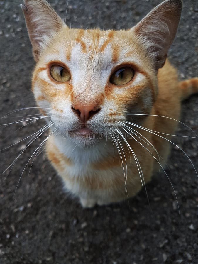 Cat Waiting for Something of Food Stock Photo - Image of eyes, feline ...