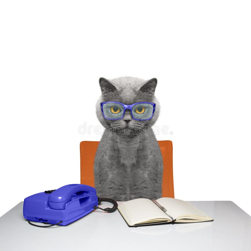 Cat is Waiting for a Phone Call Stock Photo - Image of office, chair ...