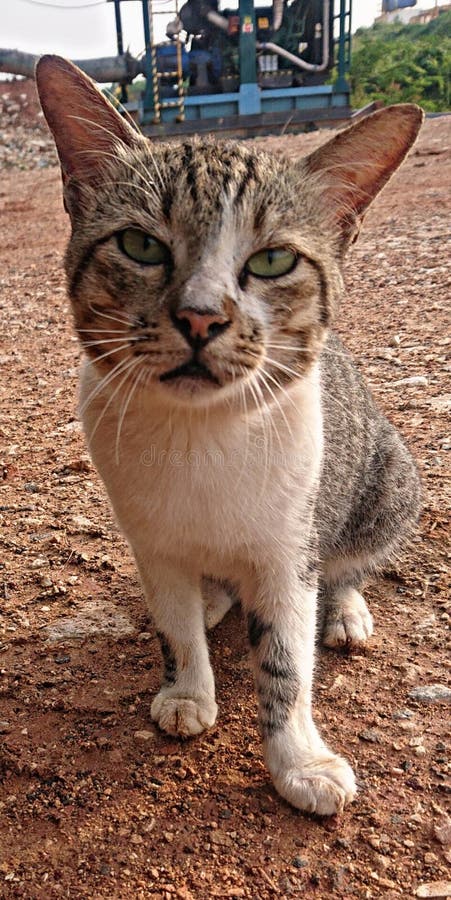 Cat waiting for work time stock photo. Image of kitten - 391334392