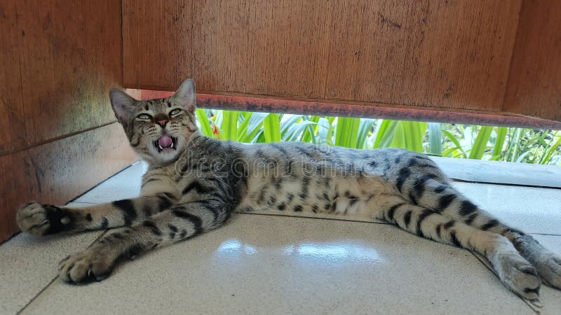 Cat wake up stock photo. Image of loreng, animals, wake - 342517038