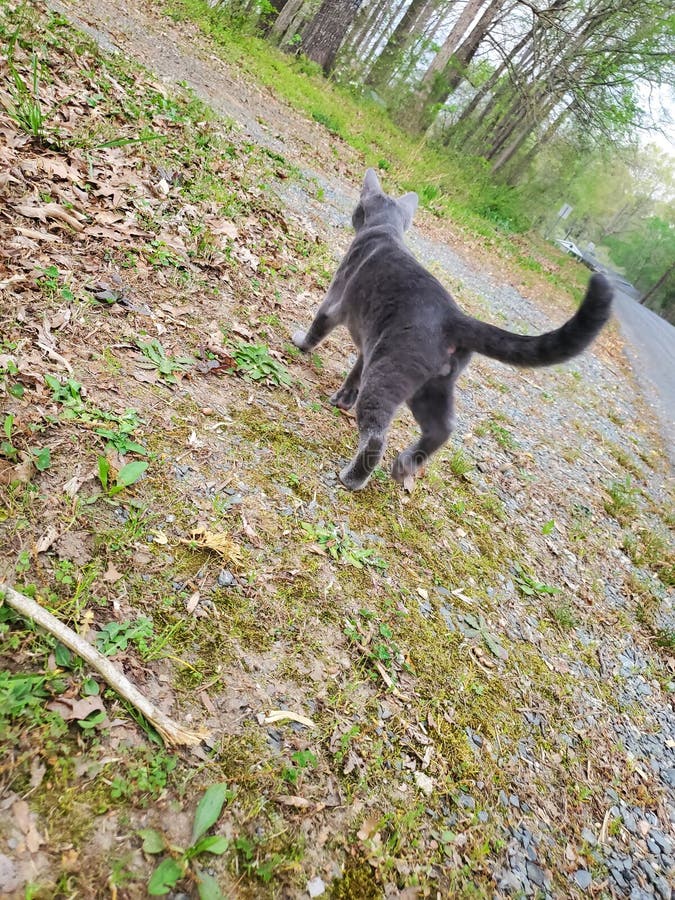 The Cat Walk stock image. Image of flower, whiskers - 218459261