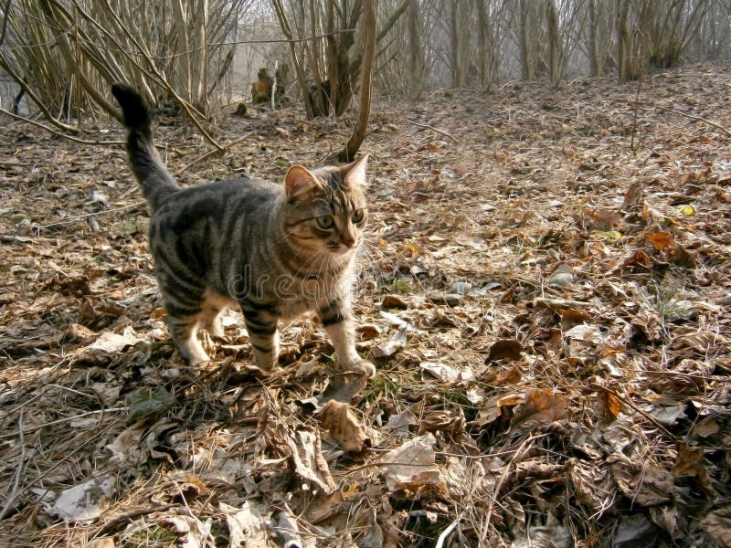 Cat on a walk stock image. Image of funny, animal, sunny - 77913663