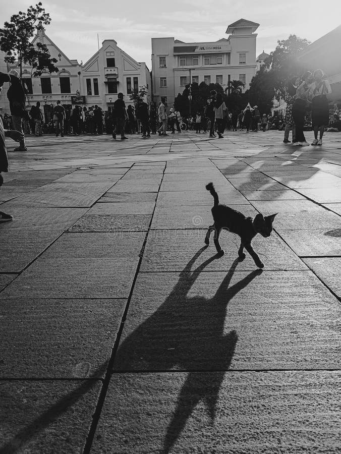 Cat Walk Back Lighter Shadows Stock Photo - Image of walk, shadow ...