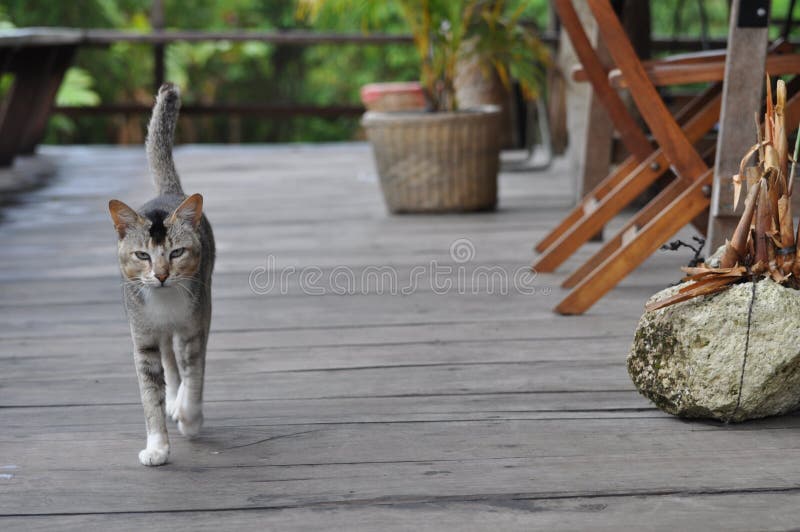 Cat walk at the catwalk stock photo. Image of catwalk - 113547470