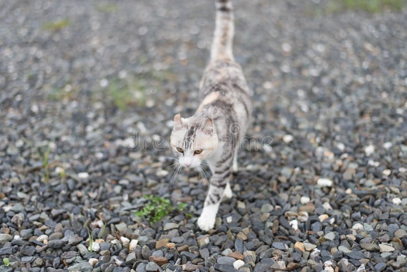 Cat walk stock photo. Image of garden, mammal, furry - 74626184