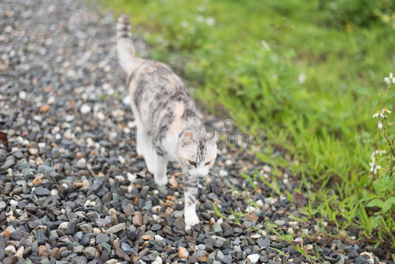 Cat walk stock image. Image of single, field, outside - 74626191