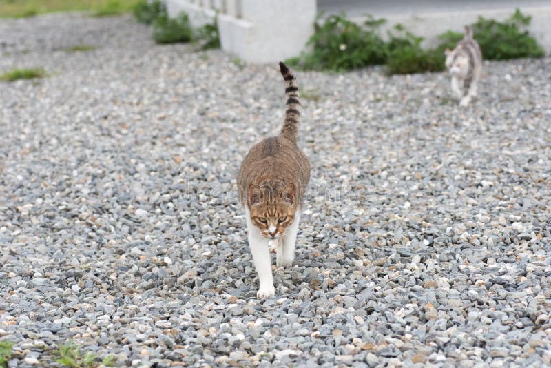 Cat walk stock photo. Image of lawn, pretty, outside - 74626286