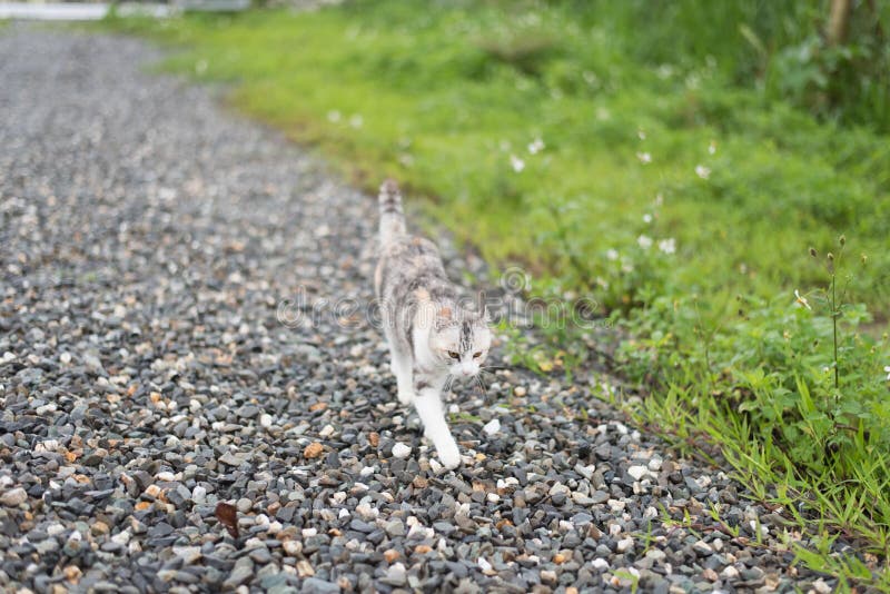 Cat walk stock image. Image of kitten, outdoor, garden - 77345873
