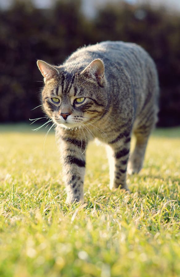 Cat walk stock photo. Image of friend, motion, face, adult - 38907190