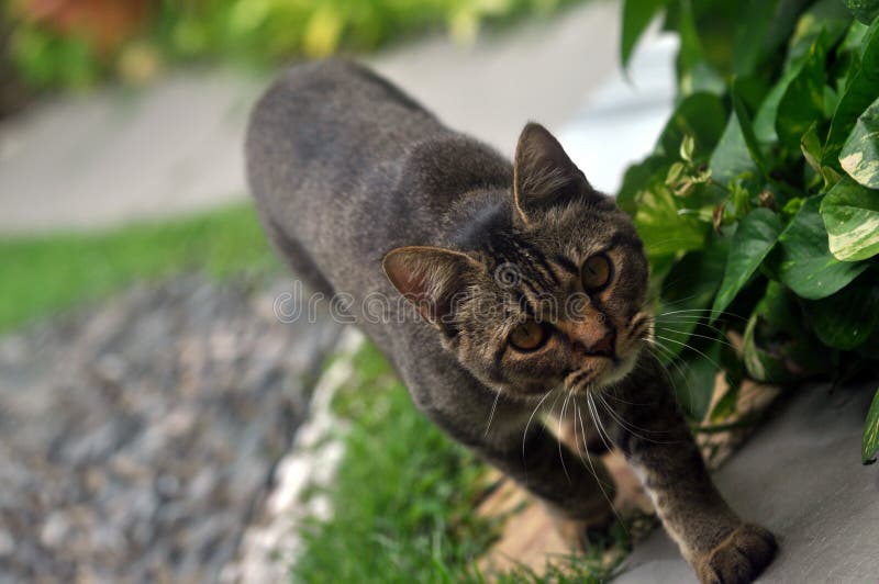 Cat walk stock image. Image of green, garden, calm, walk - 84126685