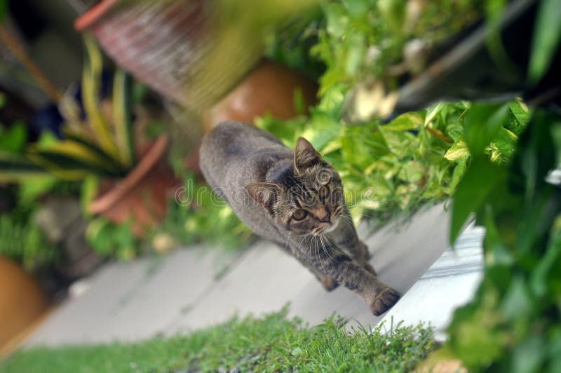 Cat walk stock image. Image of garden, wildlife, animals - 84126779