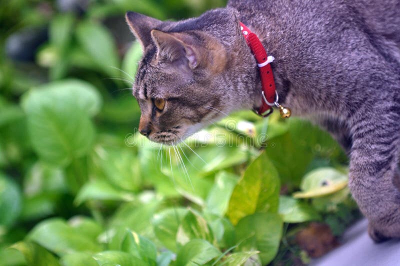 Cat walk stock image. Image of walk, animals, green, beautiful - 84126801