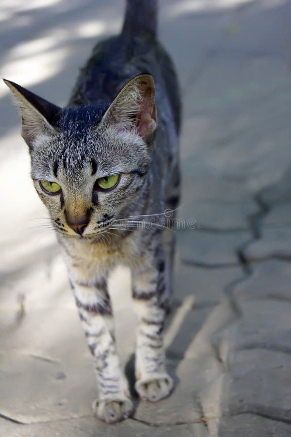 Cat Walk is Not Interested in Anything. Stock Photo - Image of walk ...
