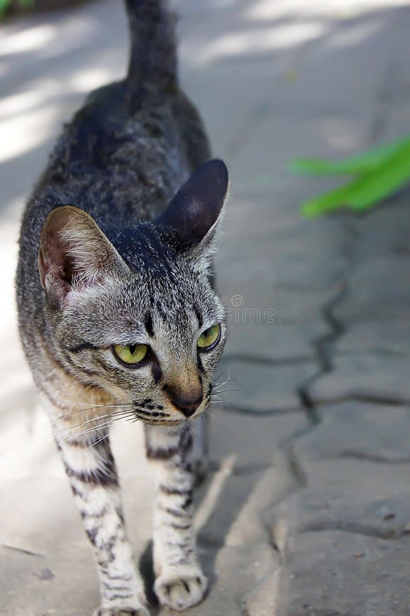 Cat Walk is Not Interested in Anything. Stock Photo - Image of cute ...