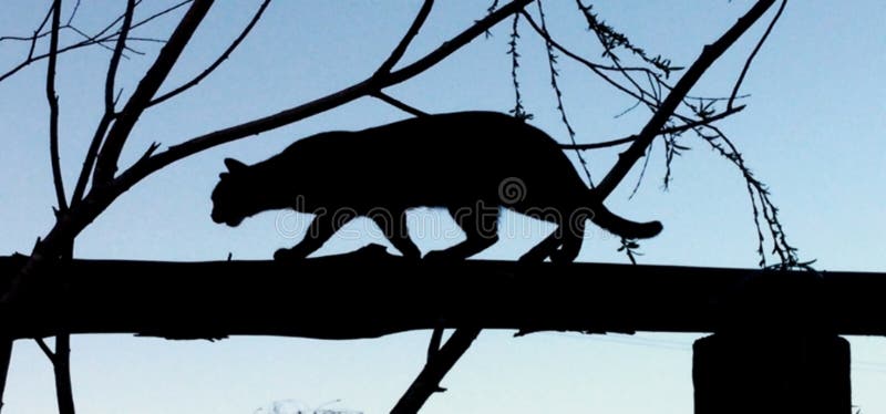 Cat Walk stock image. Image of nature, scenery, pets - 143397843