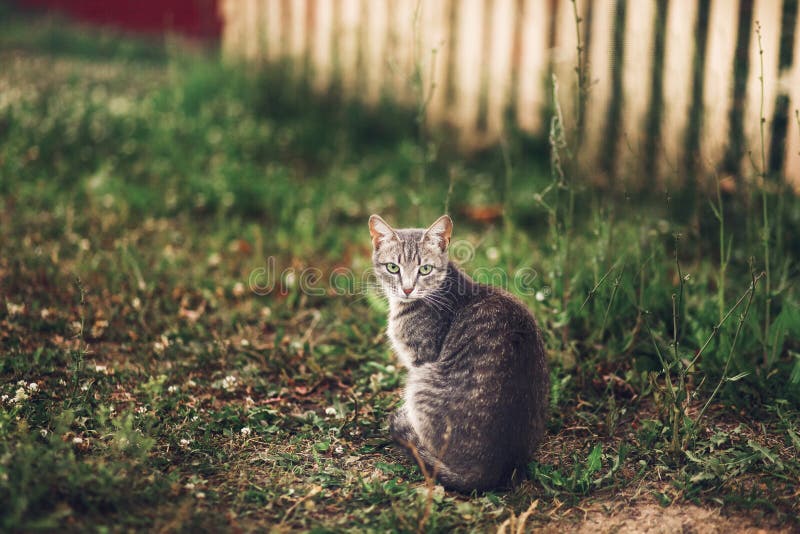 The cat walk. stock image. Image of grass, face, young - 73901483