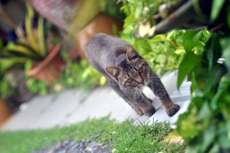 Cat walk stock photo. Image of fauna, whiskers, grass - 84122450