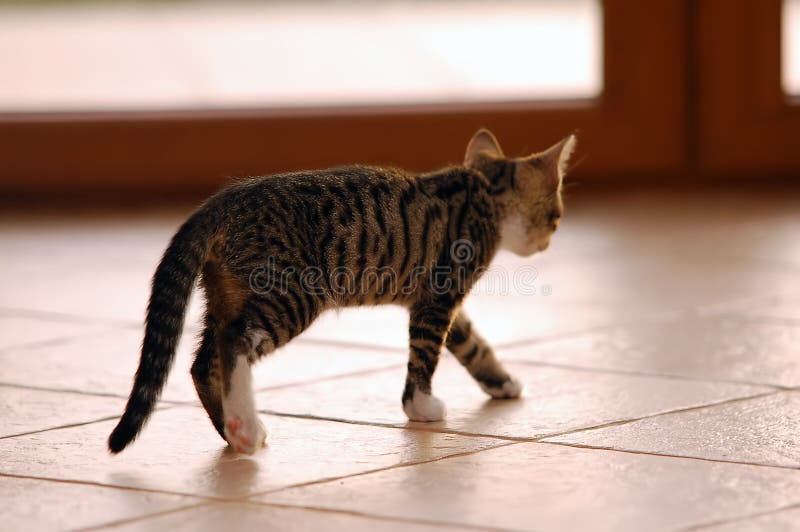 Cat walking stock image. Image of animal, furry, cute - 5236349