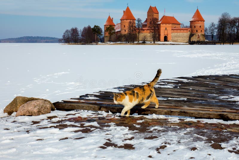 Cat Walking Against Trakai Island Castle Stock Photo - Image of ...