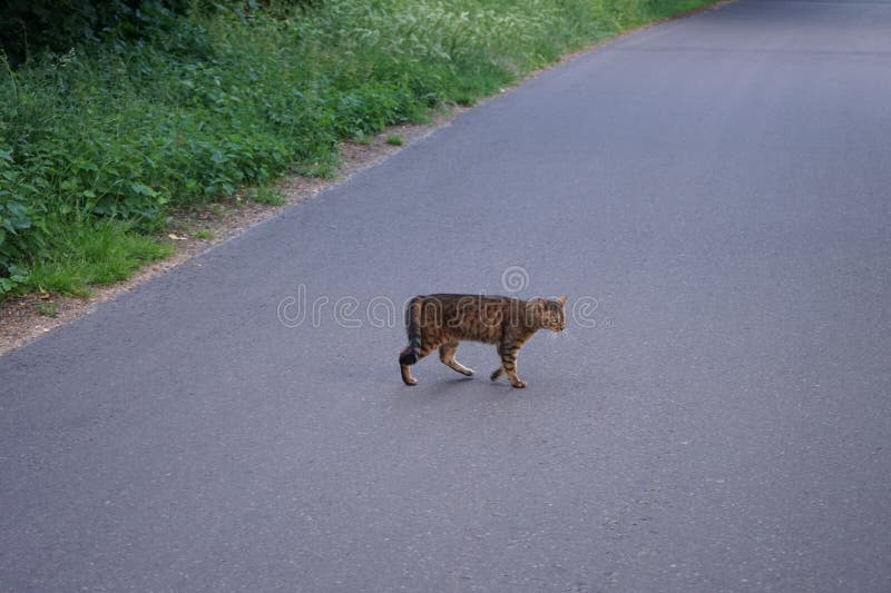 The Cat is Walking Along the Asphalt Road. Berlin, Germany Stock Image ...
