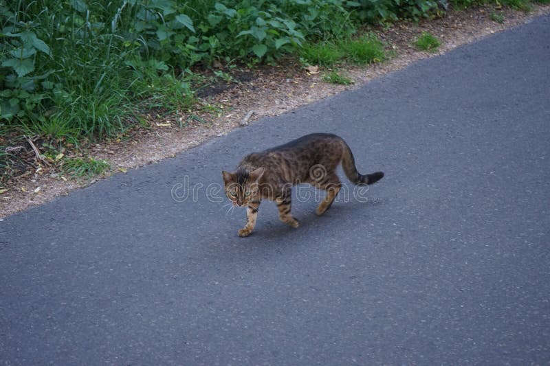 The Cat is Walking Along the Asphalt Road. Berlin, Germany Stock Image ...