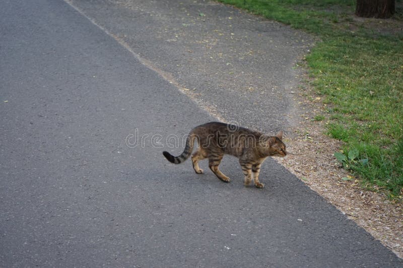 The Cat is Walking Along the Asphalt Road. Berlin, Germany Stock Photo ...