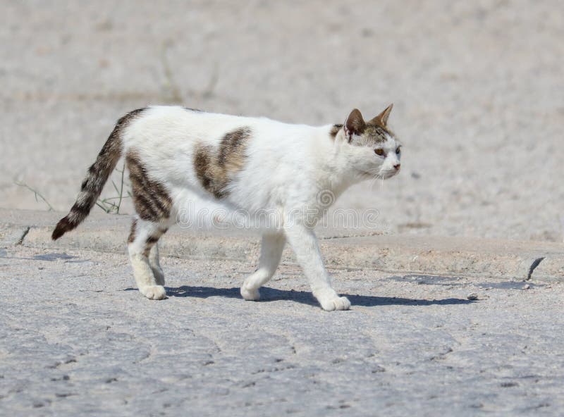 The Cat is Walking Along the Road Stock Photo - Image of face, walk ...