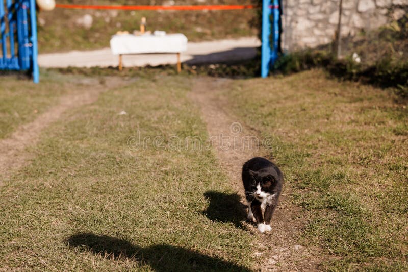 Cat Walking Along a Rustic Pathway with Scenic Background and Table Set ...