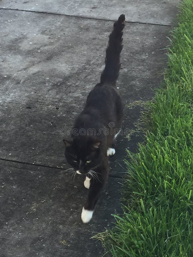 Strolling cat stock image. Image of strolling, sidewalk - 162009651