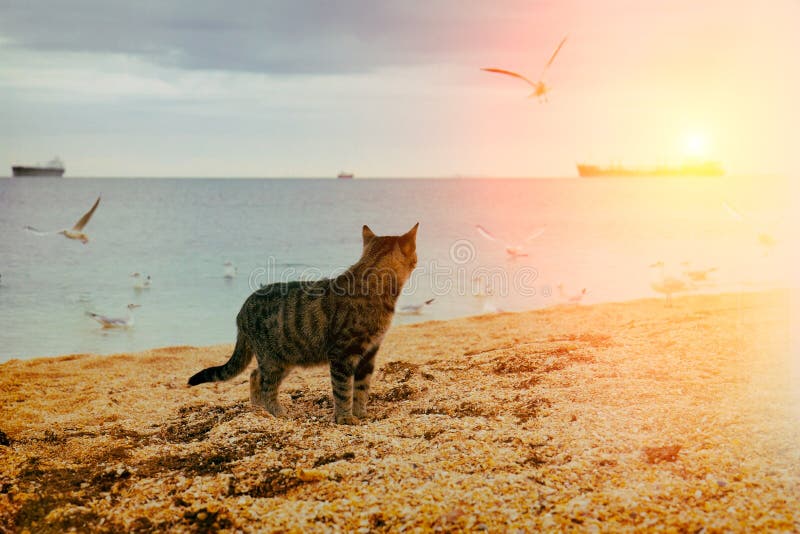 Cat walking on the beach stock photo. Image of adorable - 98852020