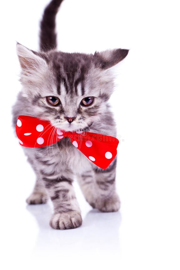 Cat Walking with a Big Red Neck Bow Stock Photo - Image of feline ...