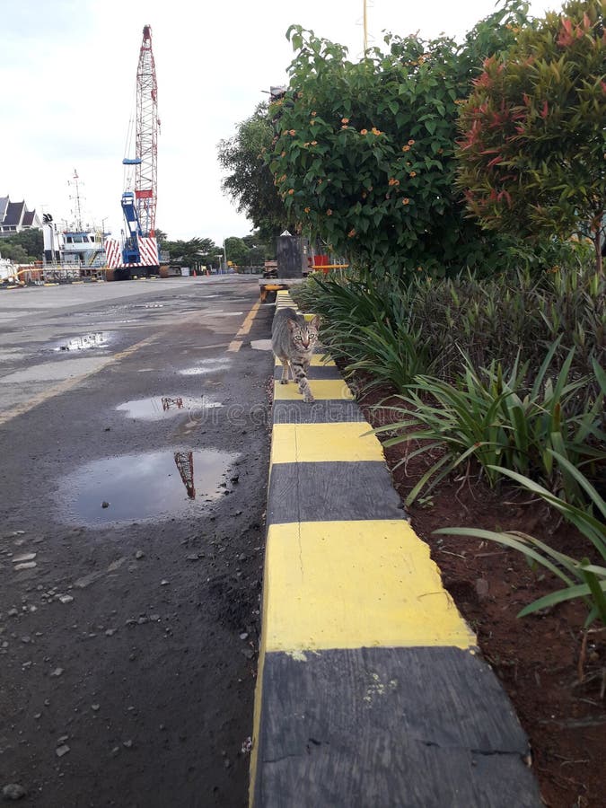 Cat Walking on Colored Road Stock Image - Image of walking, road: 311273179